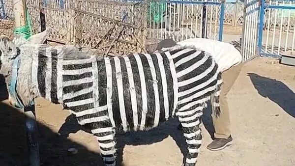 Zoo tipu pengunjung, cat keldai jadi kuda belang - Kosmo Digital