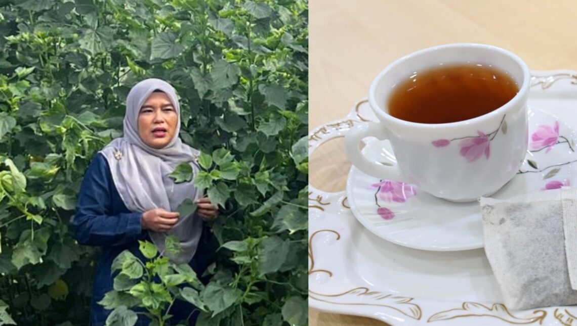 Dulu dibuang saja, kini daun kenaf dibuat teh hasil inovasi UMK - Kosmo ...