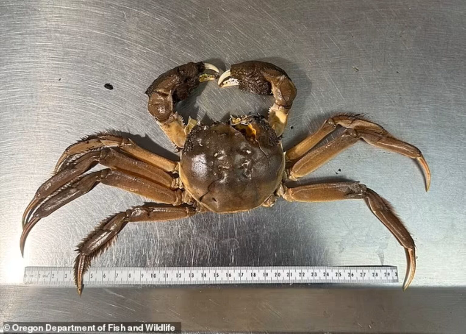 Ketam Cina ditemui di sungai Amerika Syarikat - Kosmo Digital