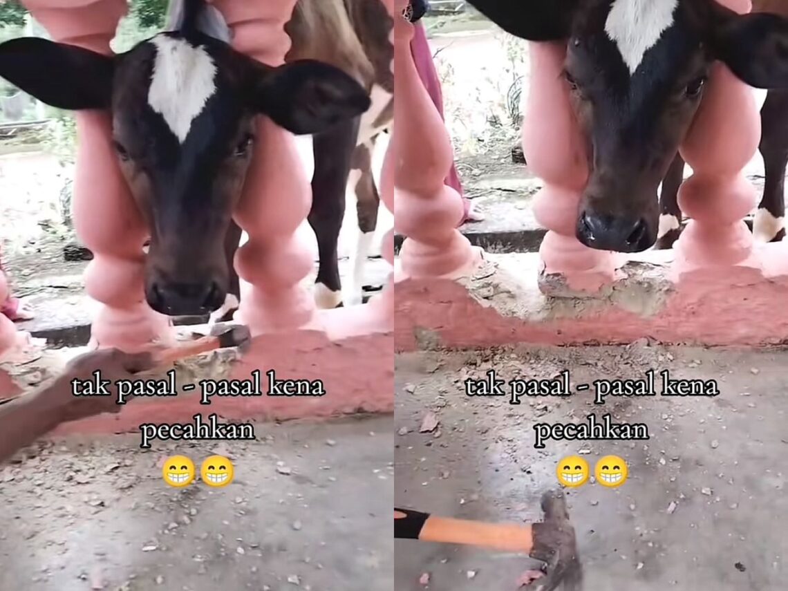 [VIDEO] Lembu tersepit di pagar batu mencuit hati - Kosmo Digital