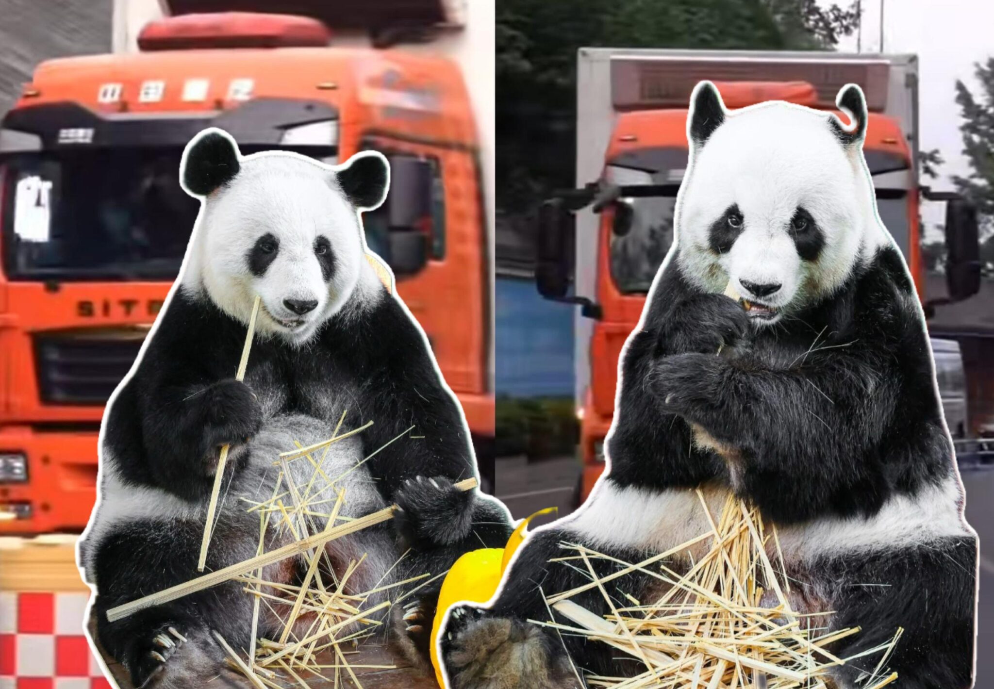 [VIDEO] ‘Sampai China dah pasangan panda, sempat belajar Mandarin tak ...