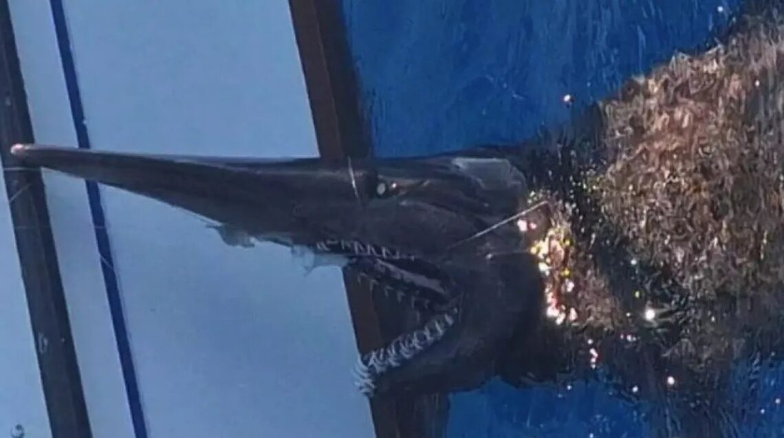 Jerung goblin disangka todak | Demi Rakyat Channel