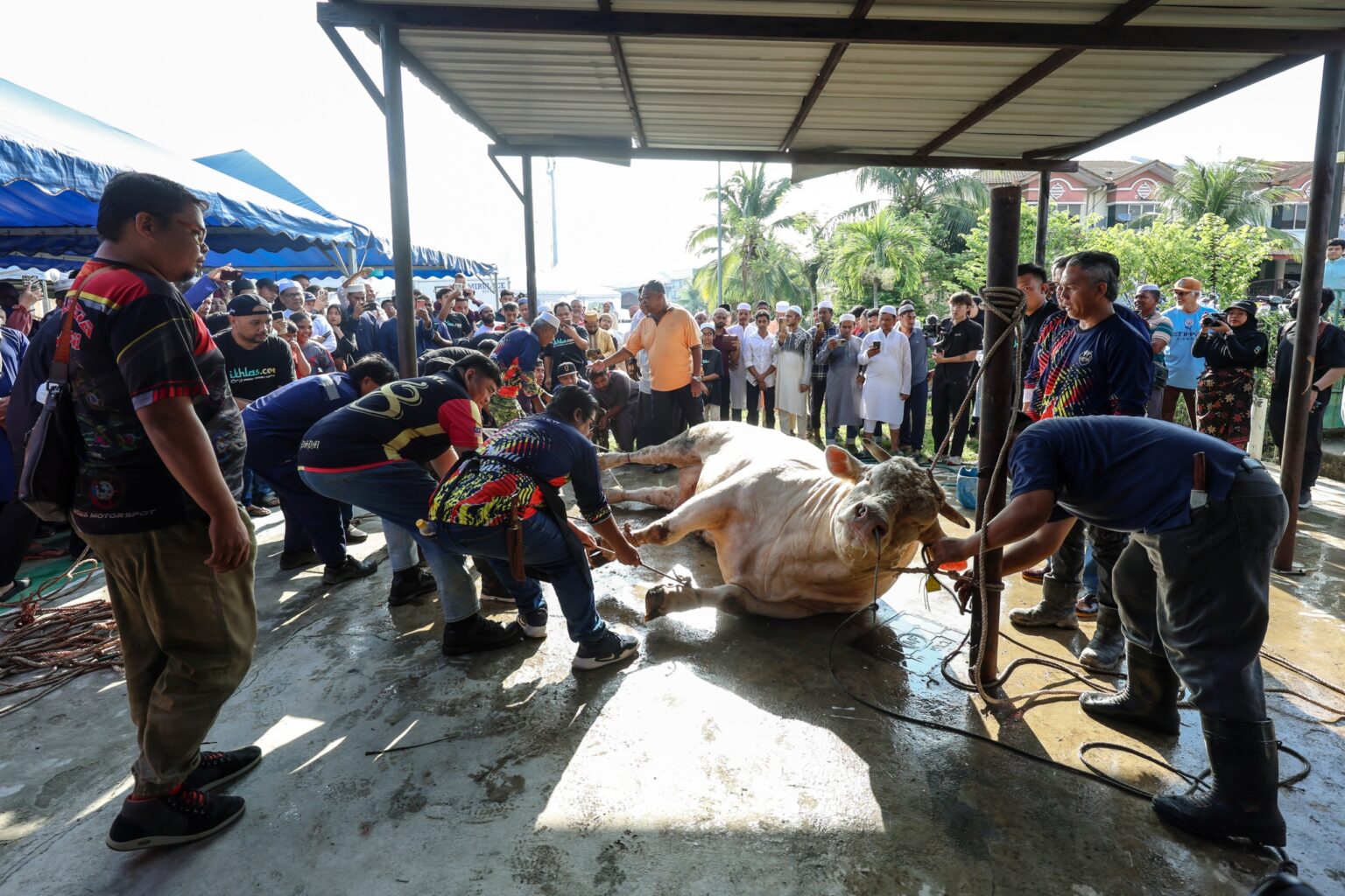 Awang Merah, Kiko jadi perhatian 1,000 tetamu - Kosmo Digital