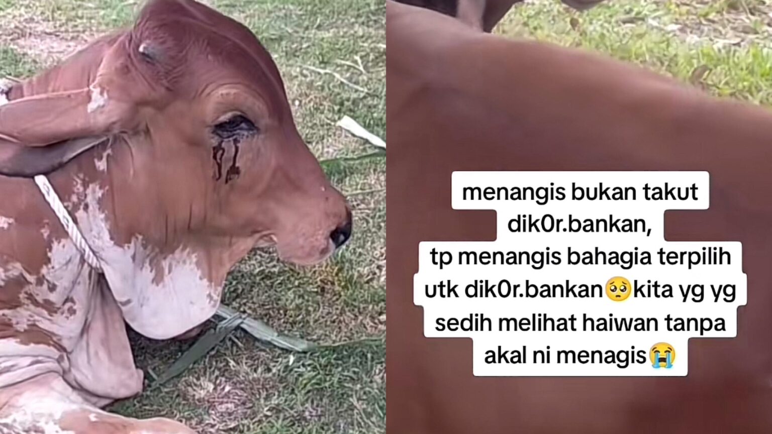 [VIDEO] Lembu korban menangis ‘bahagia’ - Kosmo Digital