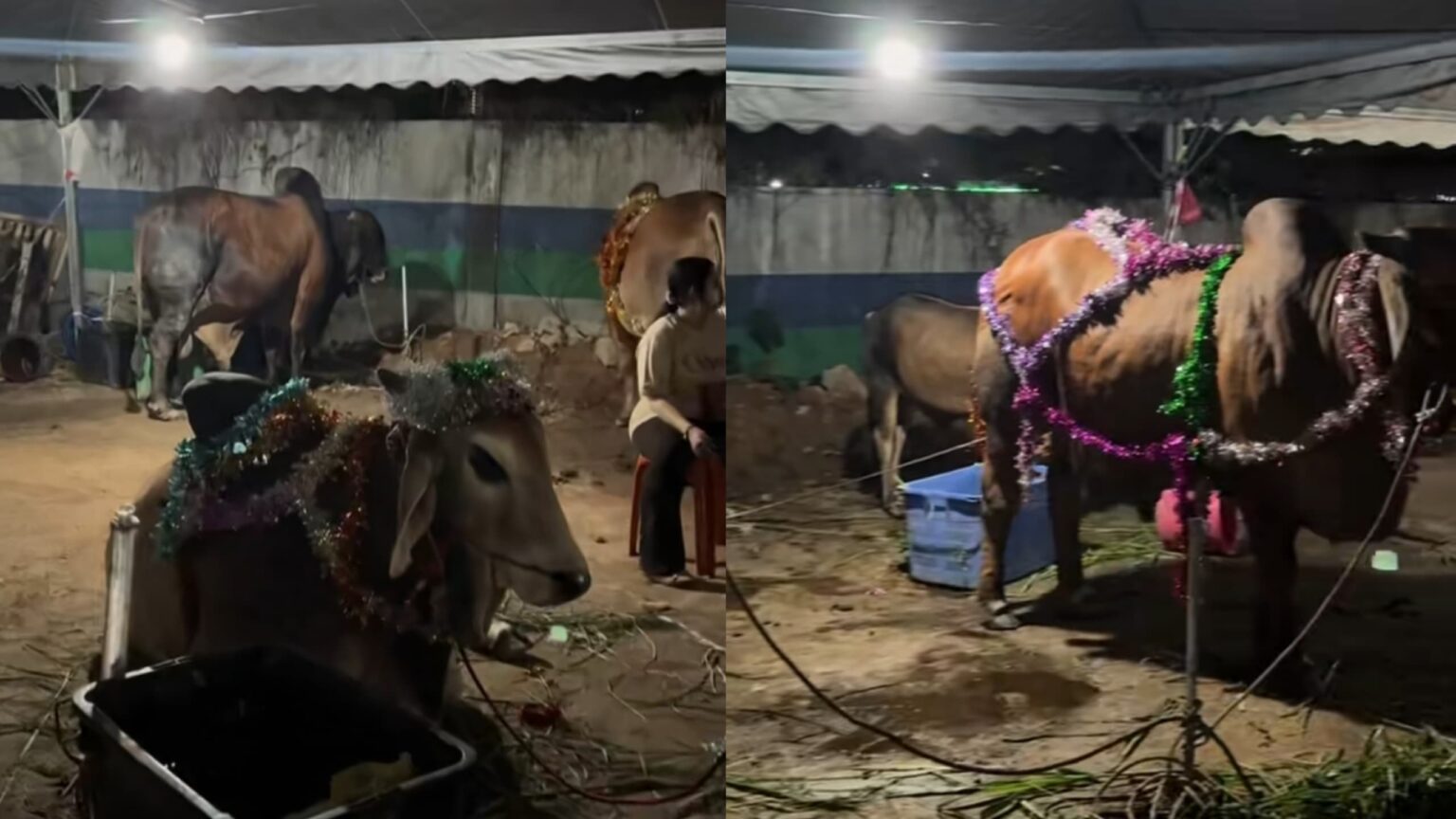 Lembu 'berhias' sebelum kena sembelih - Kosmo Digital