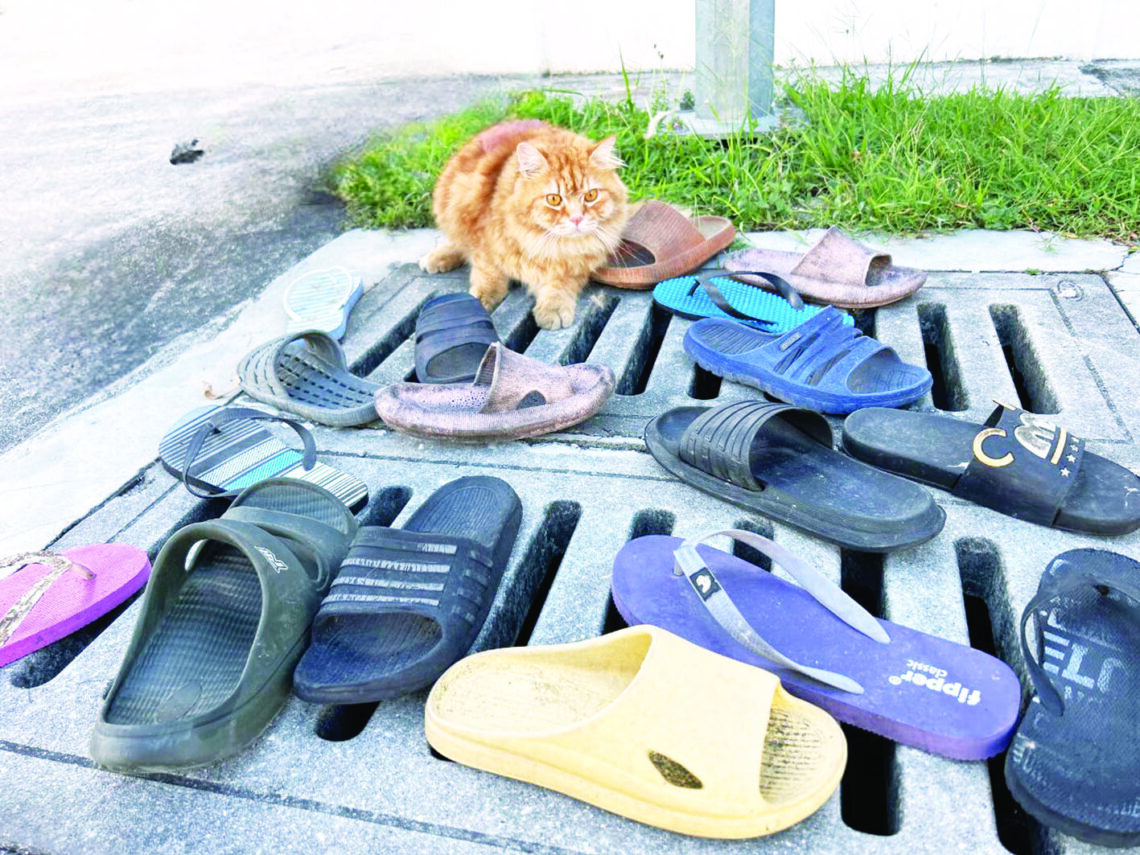 Oyen nakal 'curi' selipar jiran - Kosmo Digital