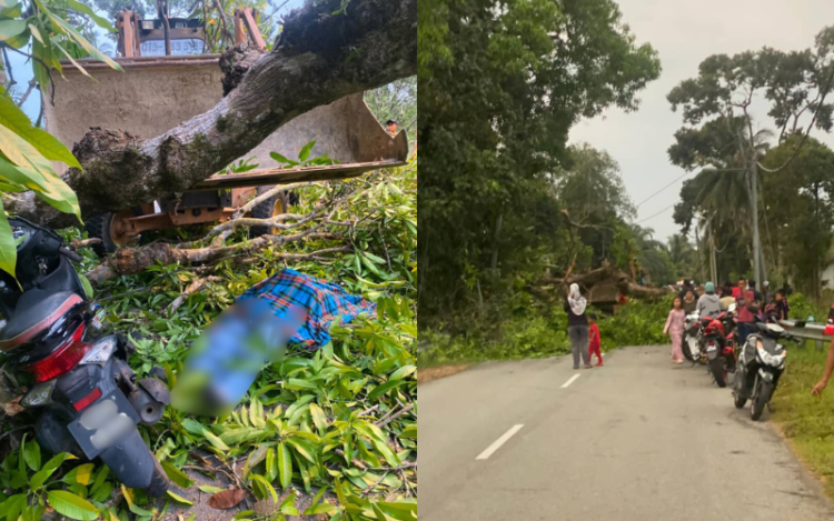 Penunggang motosikal maut dihempap pokok - Kosmo Digital