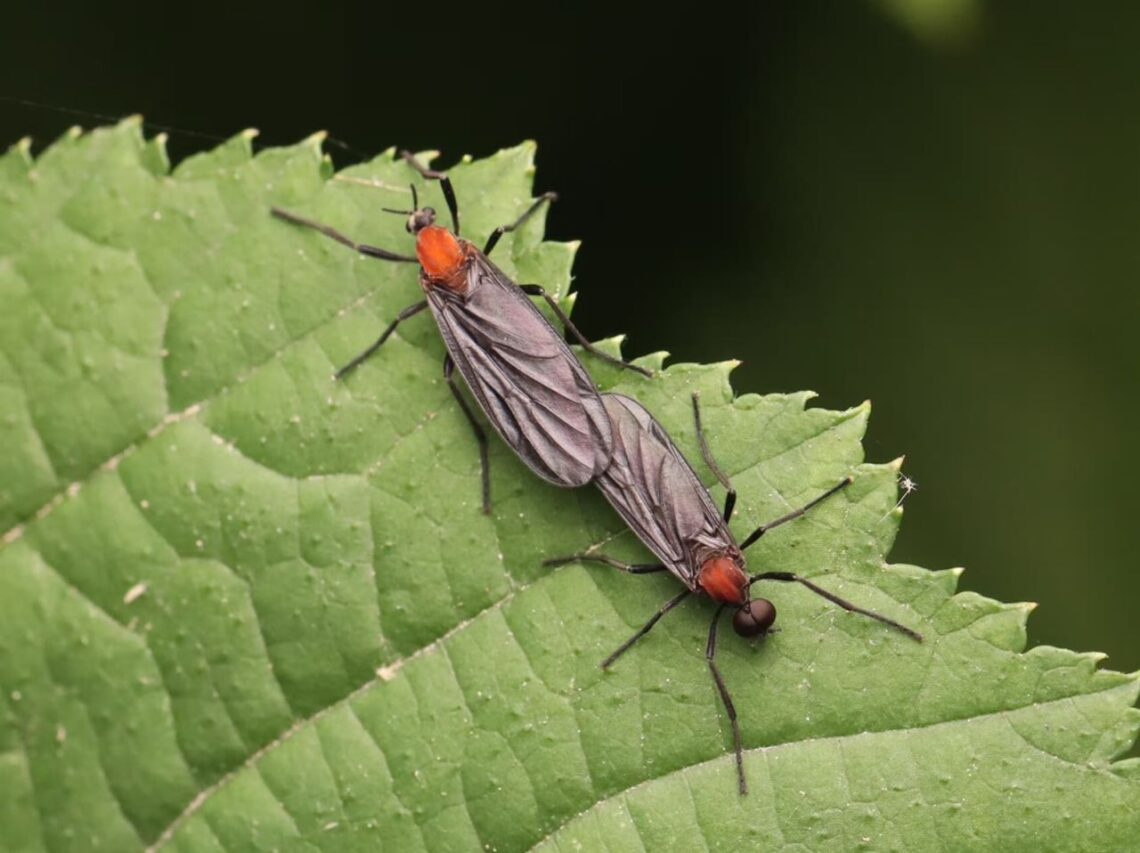 ‘Lovebugs’ serbu kota raya Seoul - Kosmo Digital