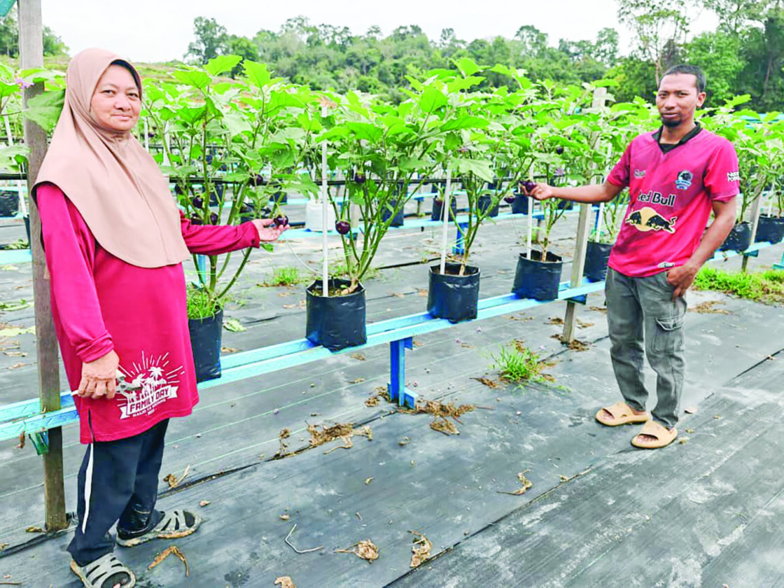 Graduan kejuruteraan raih RM30,000 tanam terung - Kosmo Digital