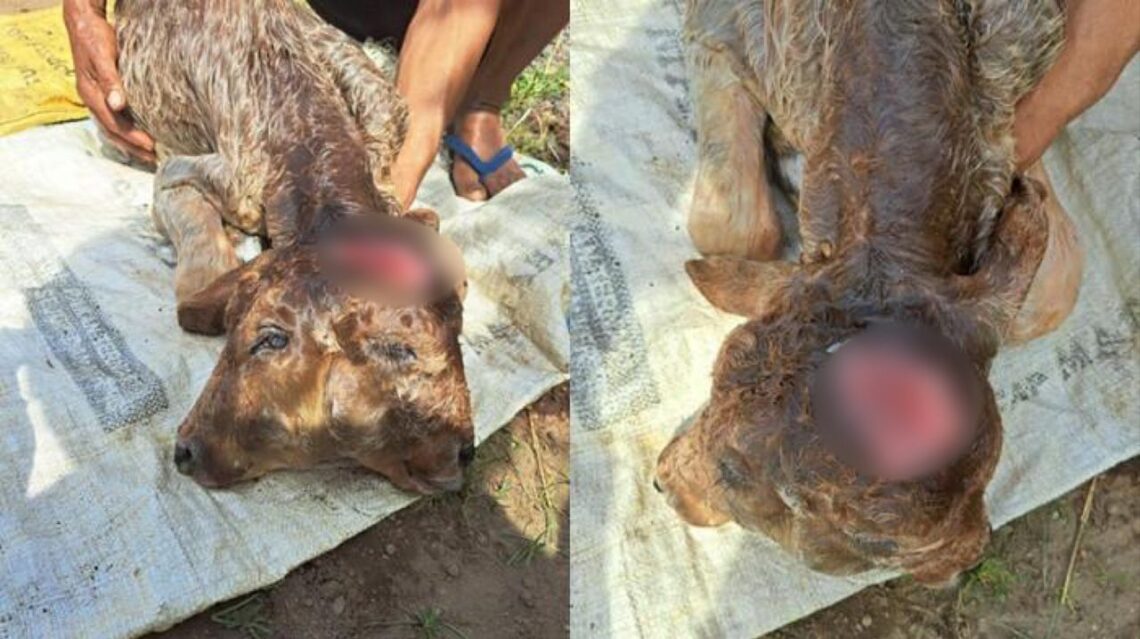 Penduduk serbu rumah, mahu lihat anak lembu kepala dua - Kosmo Digital