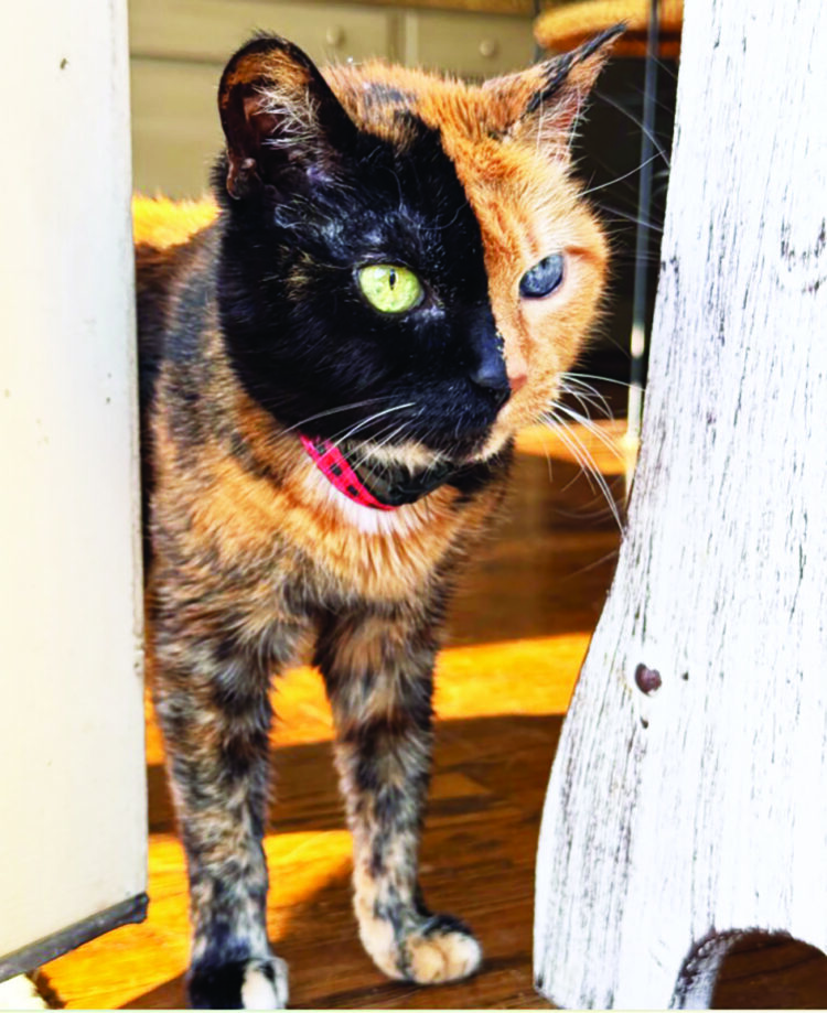 5 kucing terkaya dunia, kalah manusia! - Kosmo Digital