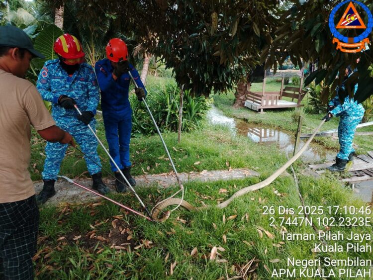 Ular tedung selar 4.5 meter terbantut nak ‘baham’ ular sawa - Kosmo Digital