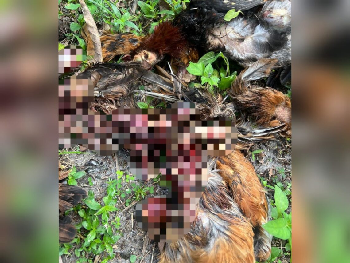 Siang menyorok dalam semak, tengah malam mengganas - Kosmo Digital