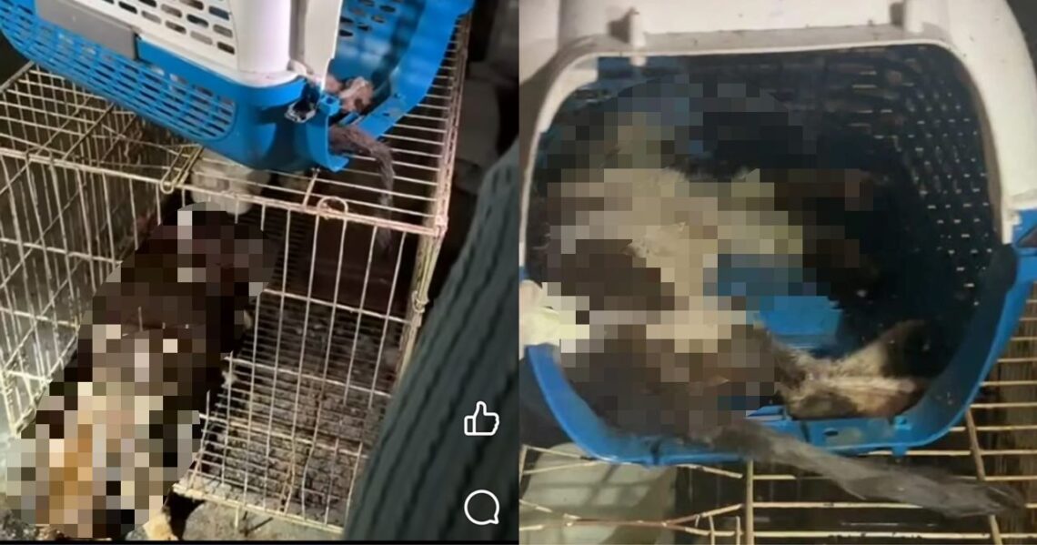 Klinik haiwan biar kucing, anjing mati kelaparan dalam sangkar - Kosmo ...