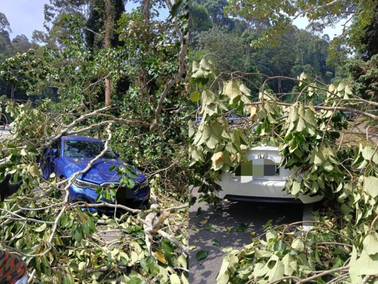 Pokok kaki Gunung Angsi tumbang hempap BMW, Honda - Kosmo Digital