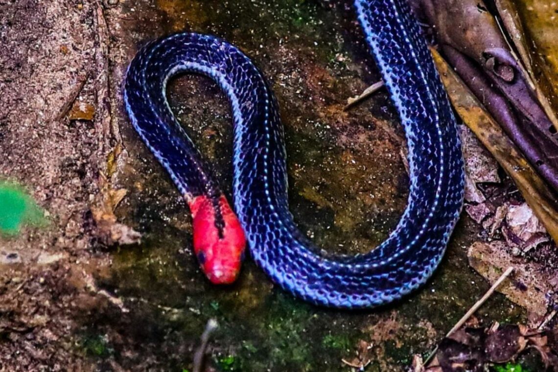 Ular kepala merah ditemukan di taman negara - Kosmo Digital
