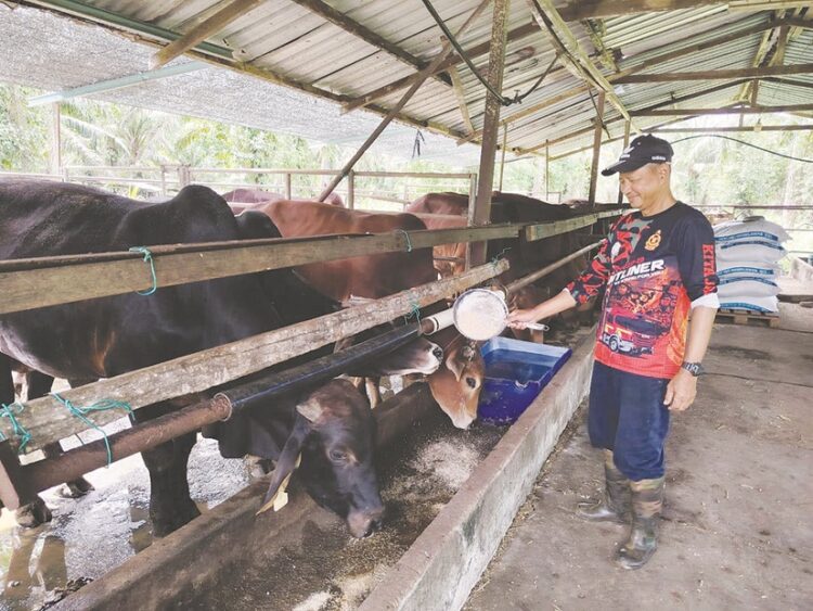 Harga lembu korban kekal, caj hantar naik - Kosmo Digital
