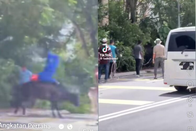[VIDEO] Anggota APM cedera ditanduk lembu korban - Kosmo Digital