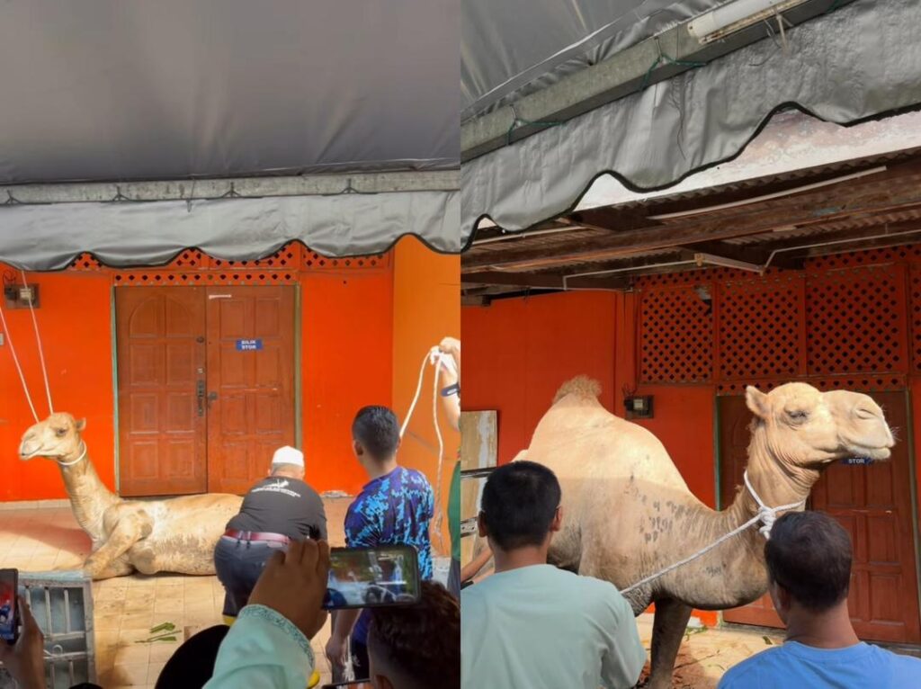 'Lama tak nampak korban unta di Malaysia' - Kosmo Digital