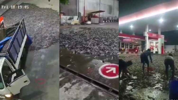 Stesen minyak ‘dibanjiri’ beribu-ribu ikan keli - Kosmo Digital