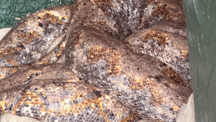 Dakwaan ular di Zoo Johor tak sihat, sebenarnya salin kulit - Kosmo Digital