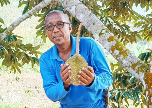 Buah Siam kacau pasaran durian Perak - Kosmo Digital