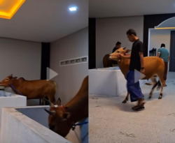 Netizen 'makan hati' lembu tinggal di kandang 5 bintang - Kosmo Digital