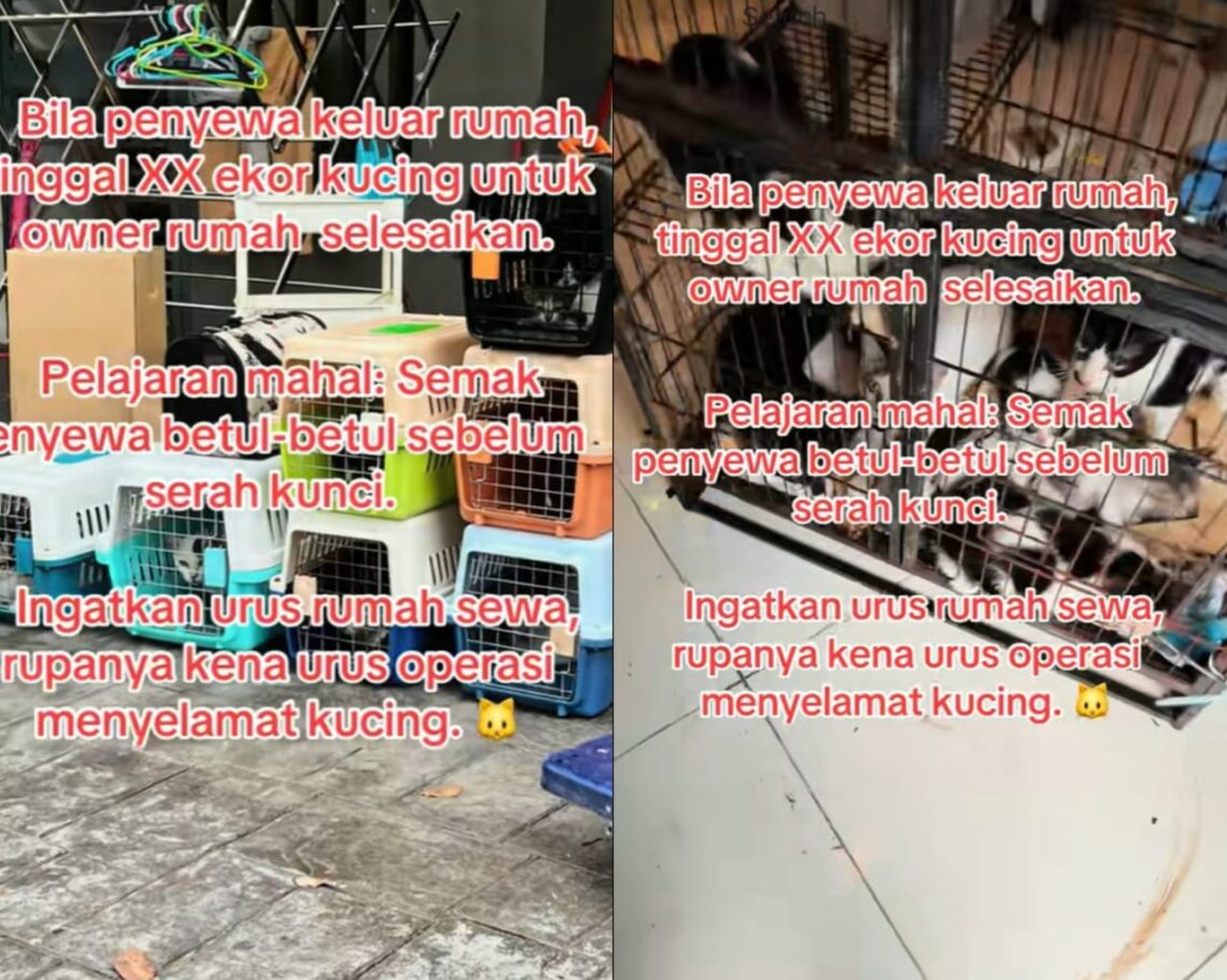 [VIDEO] Penyewa pindah rumah lain, tinggalkan puluhan kucing - Kosmo ...