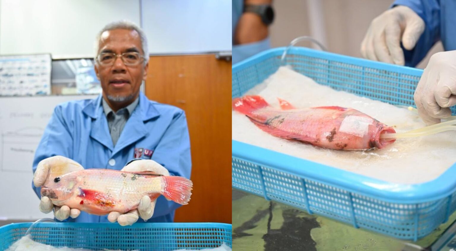Bedah ikan, UPM bangunkan sistem pembiusan ikan pertama di Malaysia ...