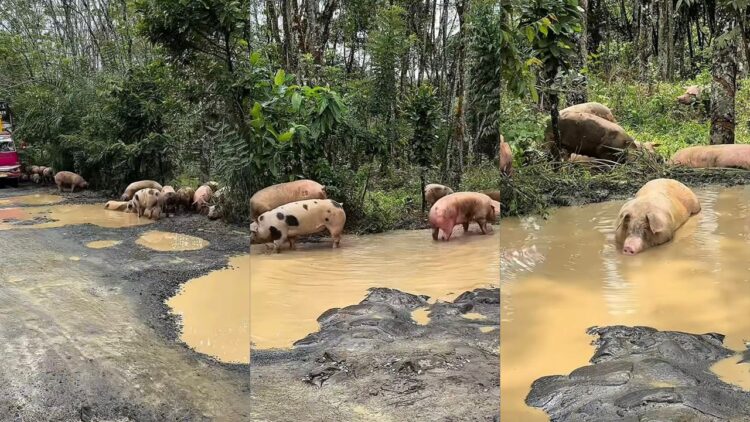 100 ekor babi ‘berendam’ dalam lopak air selepas terjatuh dari lori ...